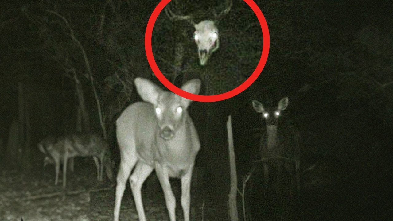 Top 5 Unsettling Skinwalker Sightings In America That Can't Be ...