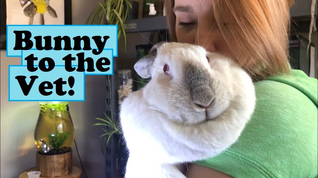 Antibiotics for my Rabbit - YouTube