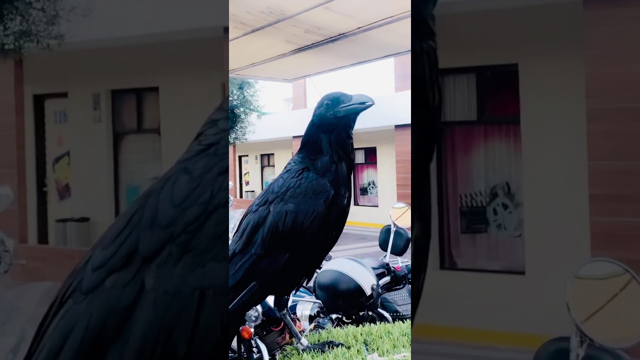 Domesticated Crow (Cuervo domesticado) - YouTube