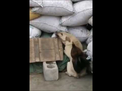 abaza horoz köpeğe niyeti bozarsa