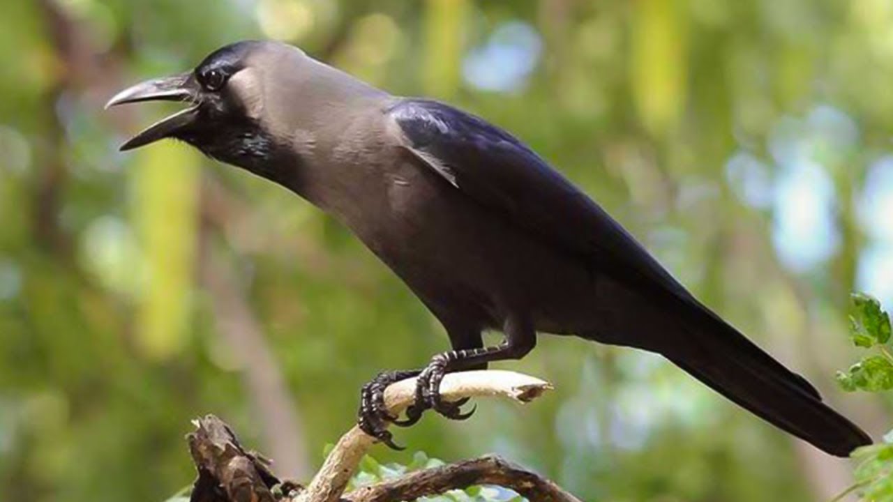 crow bird crowing sounds | crow ki awaz in naturally - YouTube