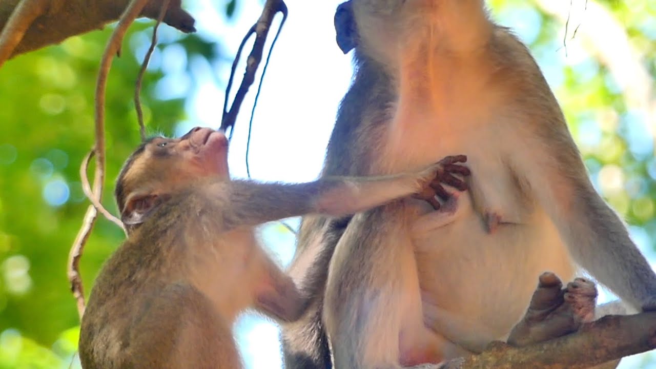 Little Monkey RAMOS pull the mother's breast asking for milk so poor ...