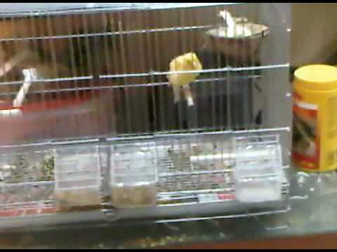 canary South Dutch Frill - YouTube
