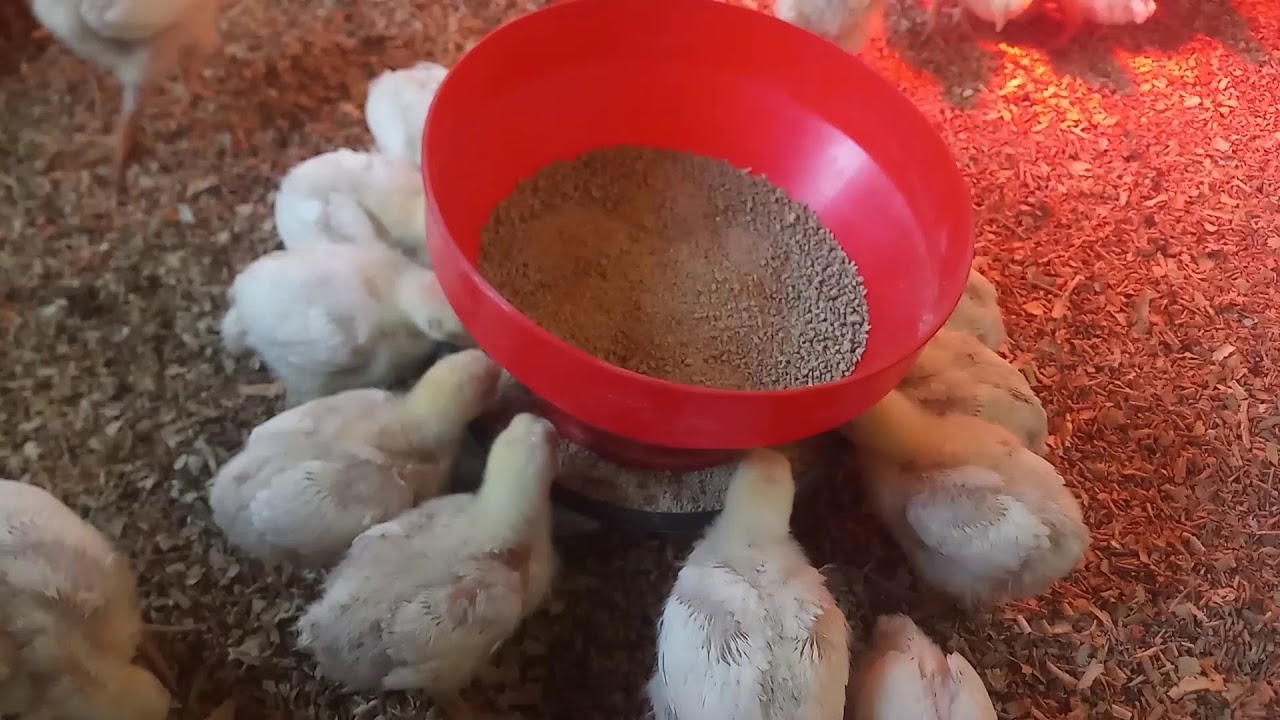 13 Days Old Broiler Chicks in the Freezing Cold.... South Africa - YouTube