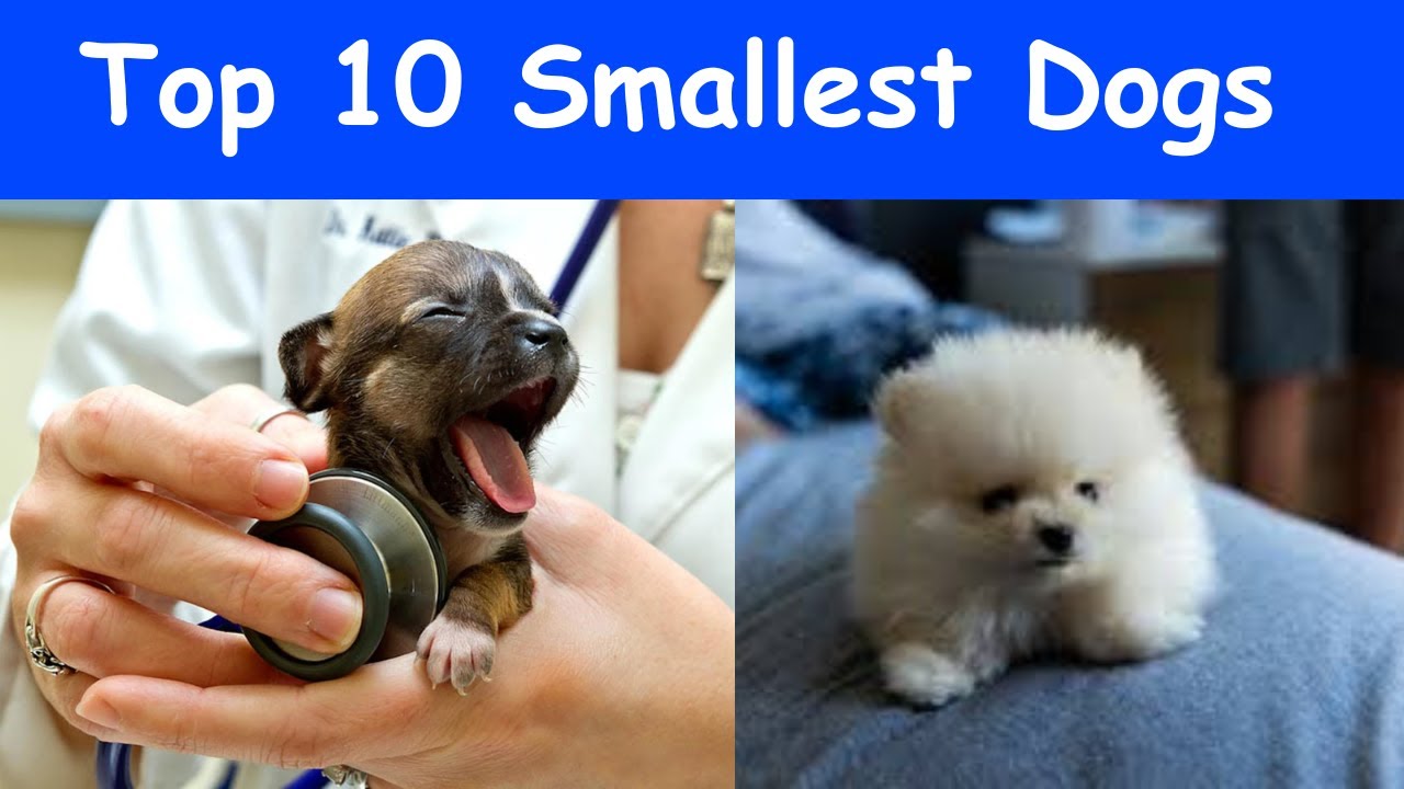 10 Top Smallest Dogs in the World - YouTube