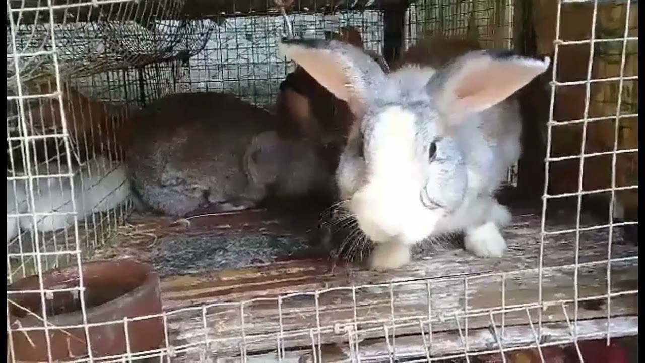 RABBIT BREEDING - YouTube