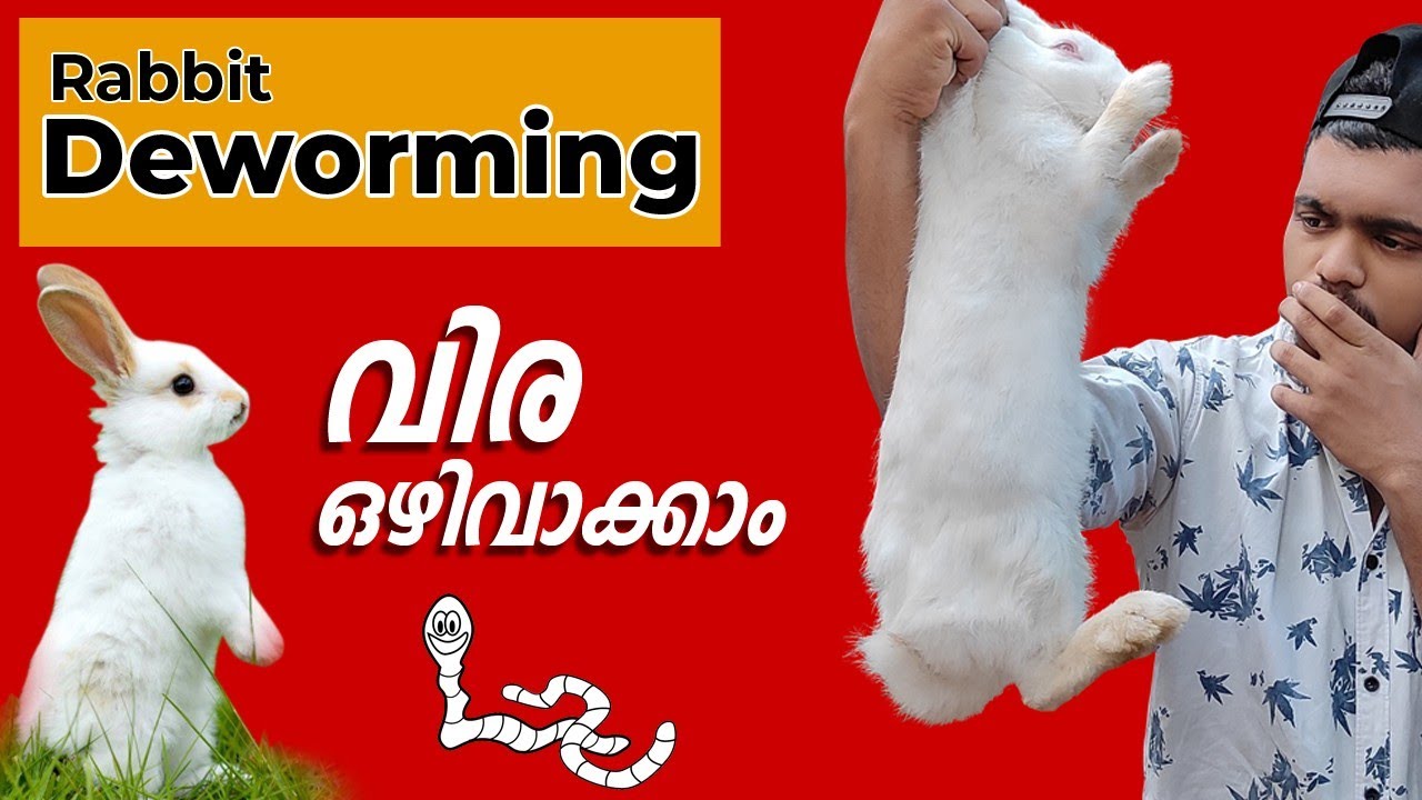 Rabbit Deworming | മുയലുകൾക്ക് വിരയുണ്ടോ എങ്ങനെ മനസ്സിലാക്കാം. Rabbit ...