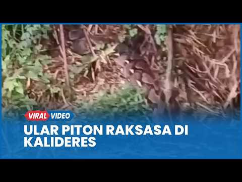 Detik-detik Penampakan Ular Piton Raksasa di Kalideres Hebohkan Warga