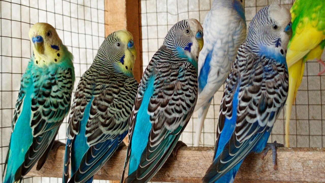 Over 12 Hours of Budgies Playing, Singing and Talking in their Aviary ...