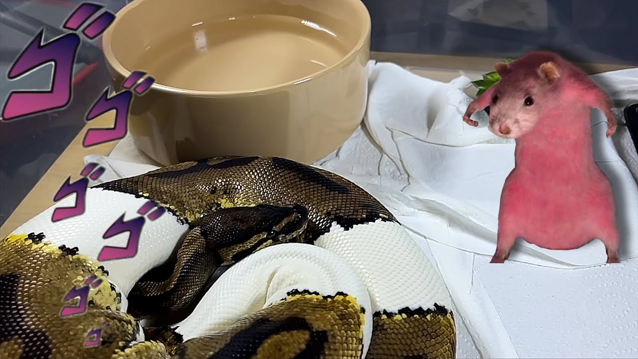 FLUFFY | Pied Royal / Ball Python | #feeding #highlights 🐄 🎬 (25.02.25) - YouTube
