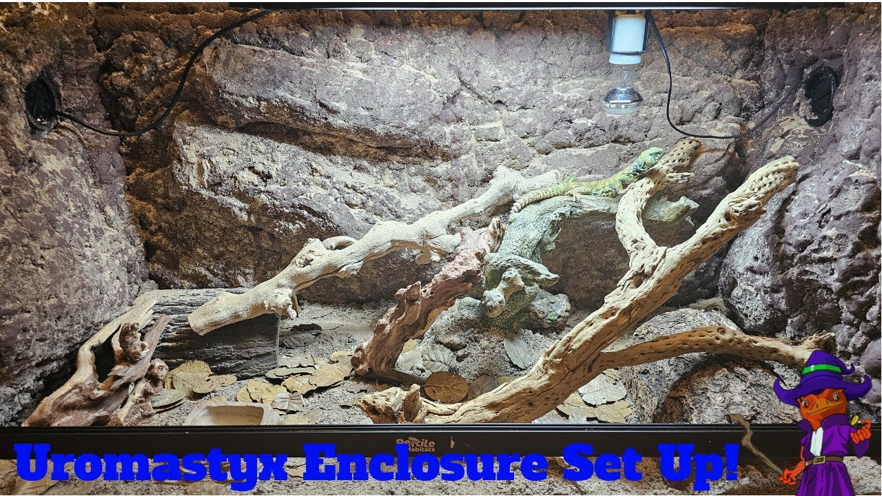 How to Set Up a Uromastyx Enclosure! Uromastyx Enclosure Set Up and ...
