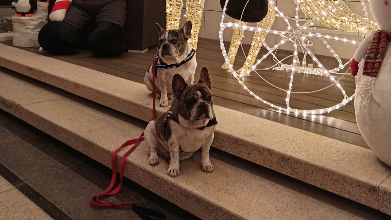 Is all about my Dogs,Jayson and Junior🐕🐕 - YouTube