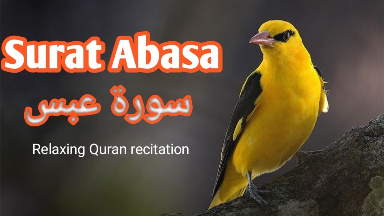 080.Surah Abasa Full [ Surah Abasa Female Panipatti Tilawat ...