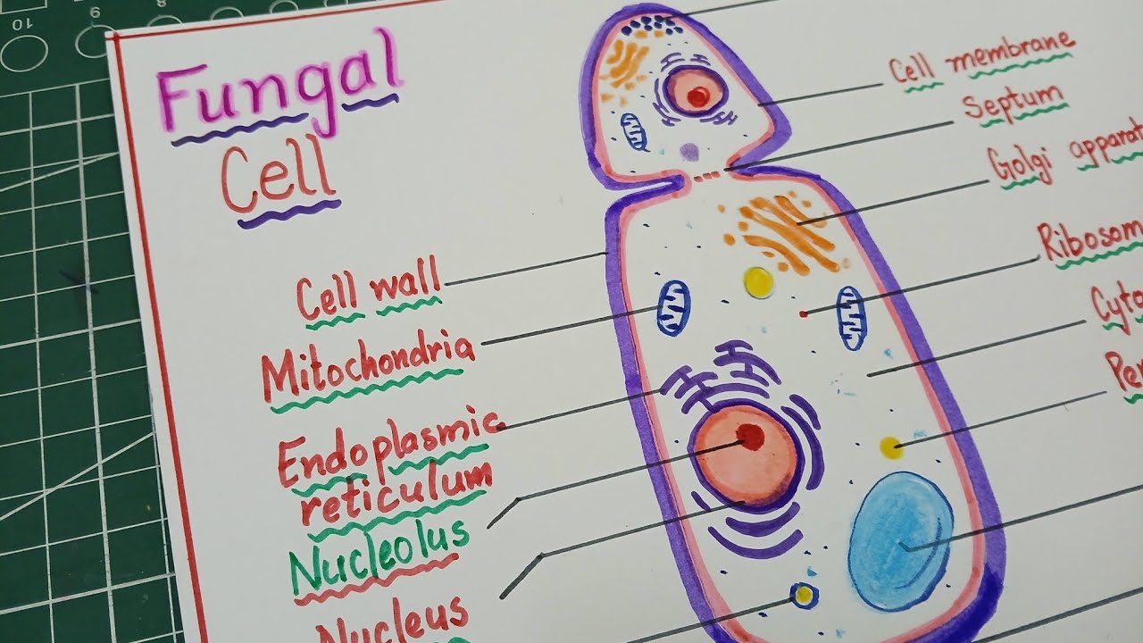 How to draw Fungal Cell / Fungal Cell drawing and explanation / Easy ...