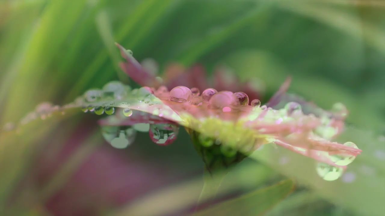 HANNI AUTERE: KESÄSADE – SUMMER RAIN - YouTube