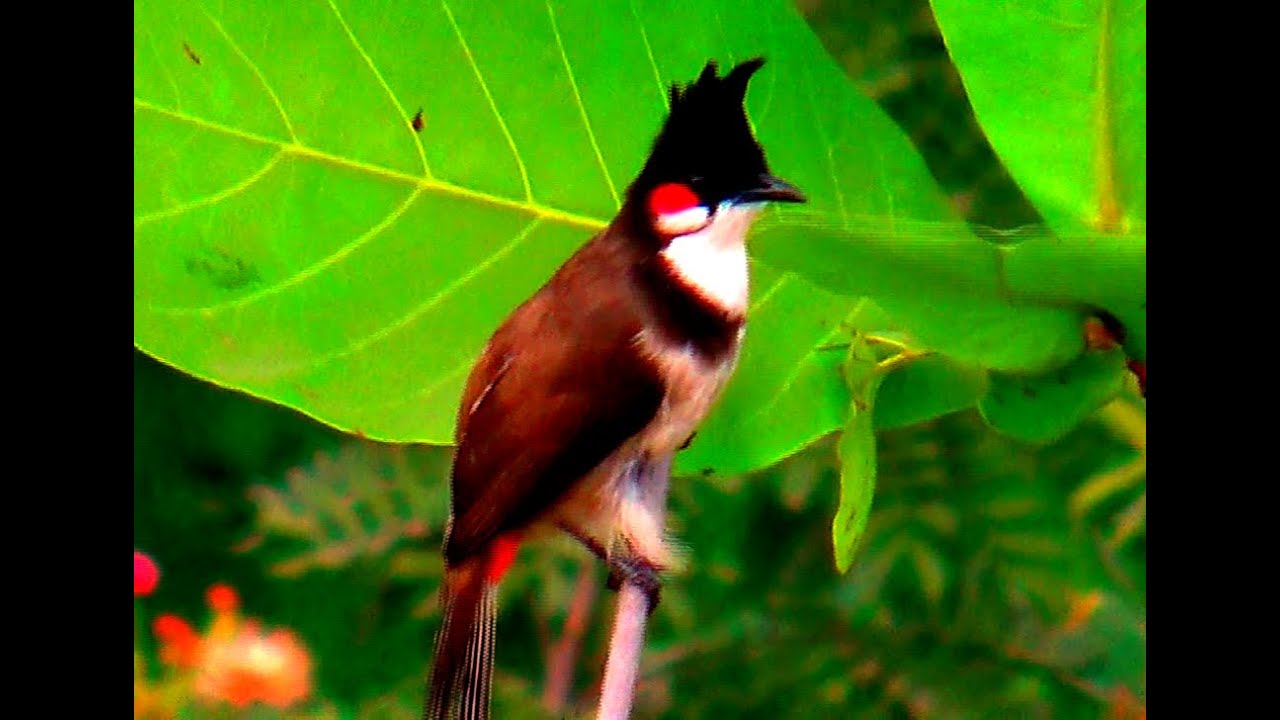 Red-whiskered Bulbul Bird Video - YouTube