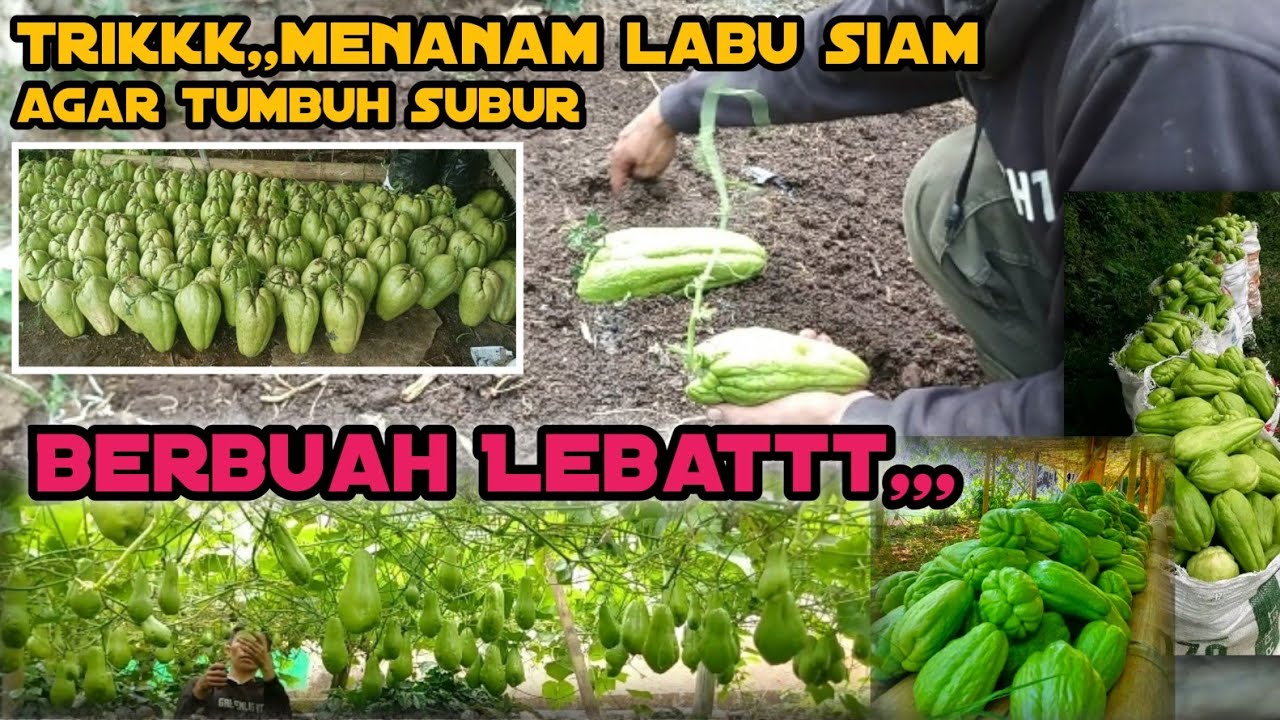 *cara budidaya menanam labu siam yang benar - YouTube