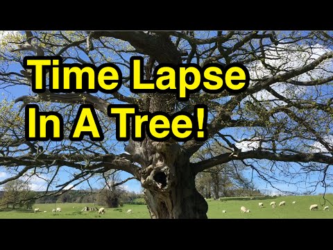 Two Tree Based Time-Lapse - YouTube