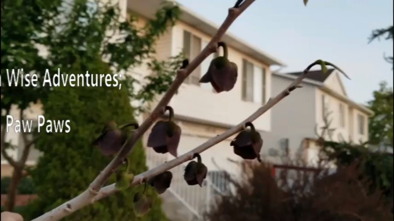 Garden Wise Adventures: Paw Paws - YouTube