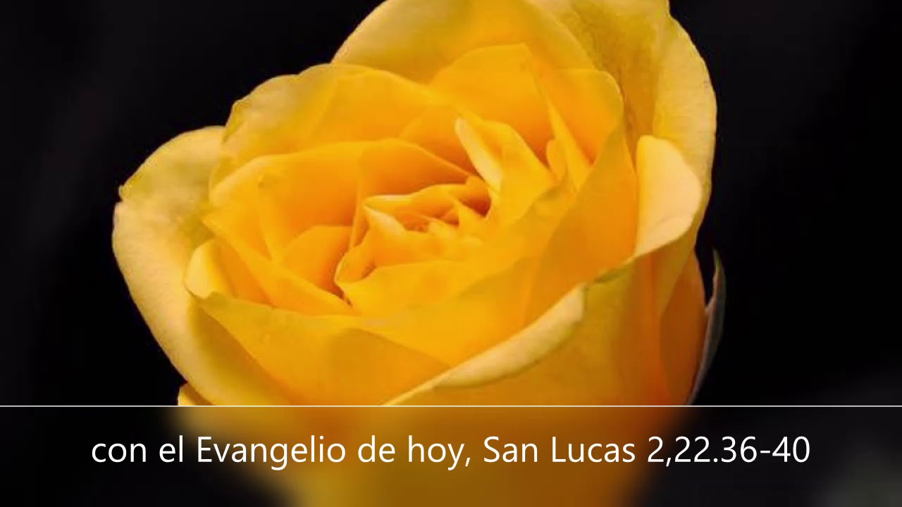 La "rosa sin porqué" - 30 de diciembre de 2019 - YouTube