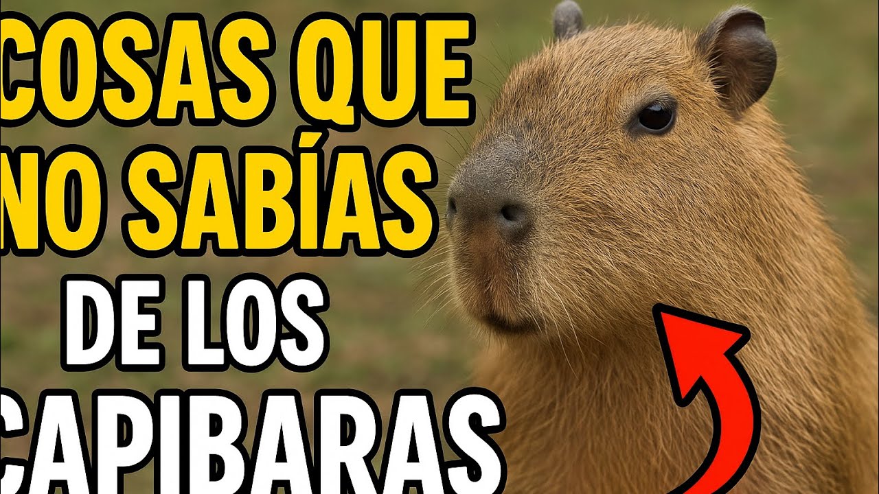 Top cosas que no sabías de los capibaras 🦫 - YouTube