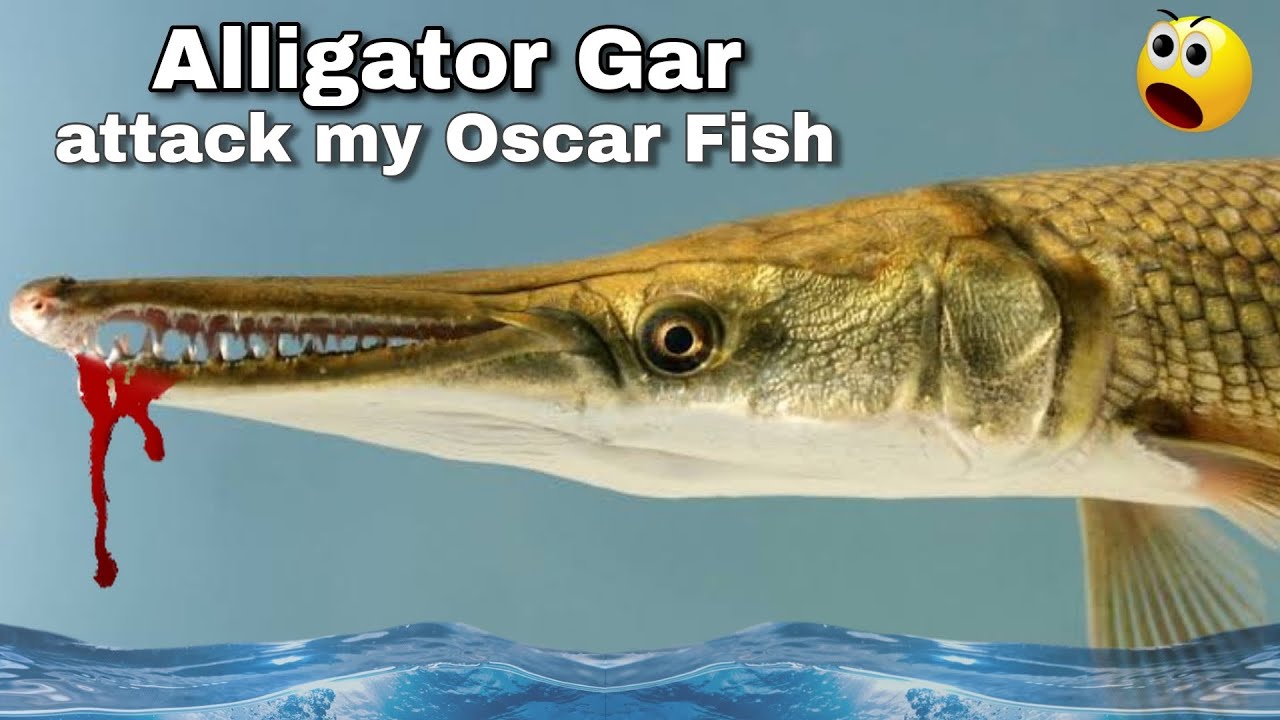 Alligator Gar🐊bite my Oscar Fish 🐠 | इस मछली ने तो आज हद ही कर दिया | # ...