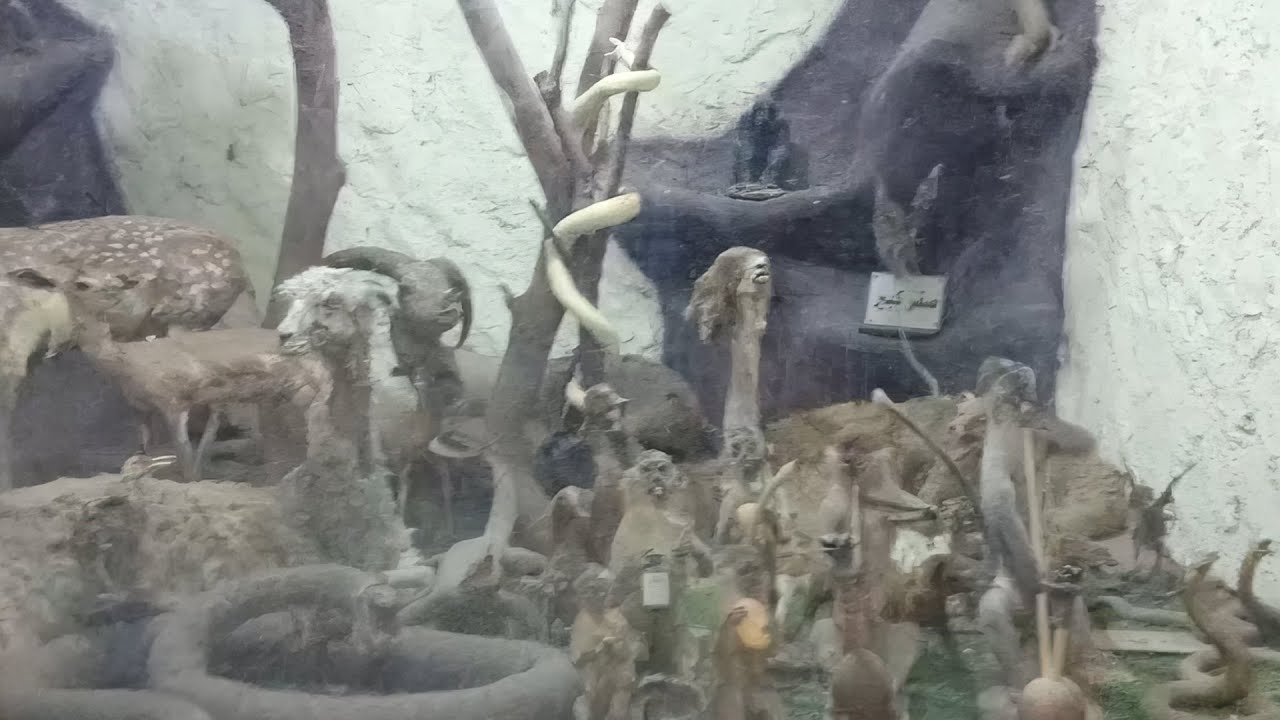 Stuffed animals that look like they are alive! 😲🦉 - YouTube