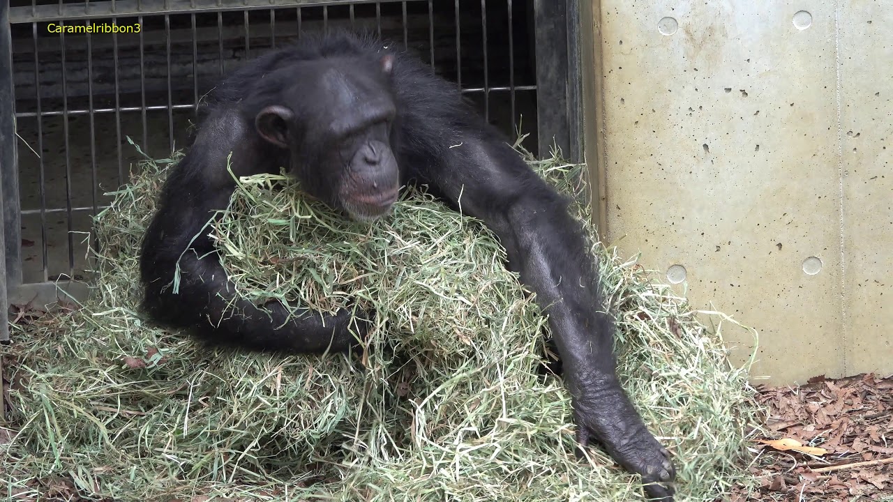 May 2019 Tama zoo chimps, Momoko's baby Ibuki - YouTube