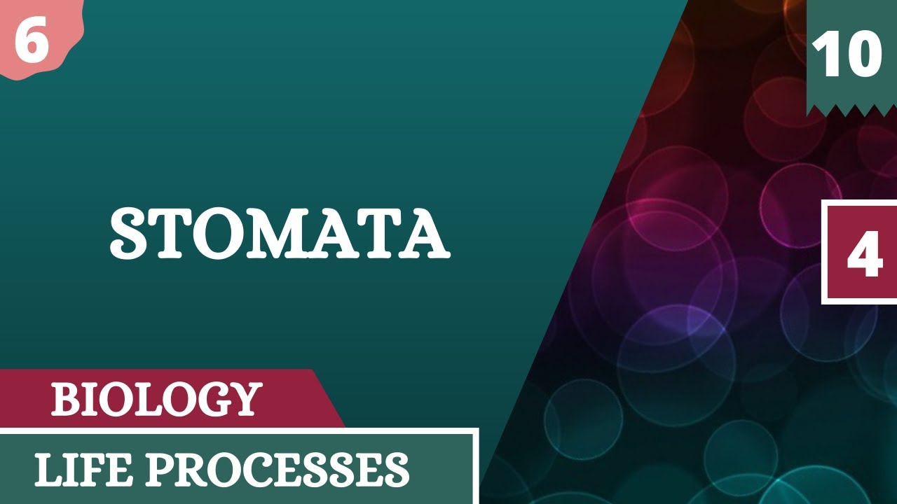 STOMATA | LIFE PROCESSES | CHAPTER 6 | SCIENCE | CLASS 10 | NCERT ...