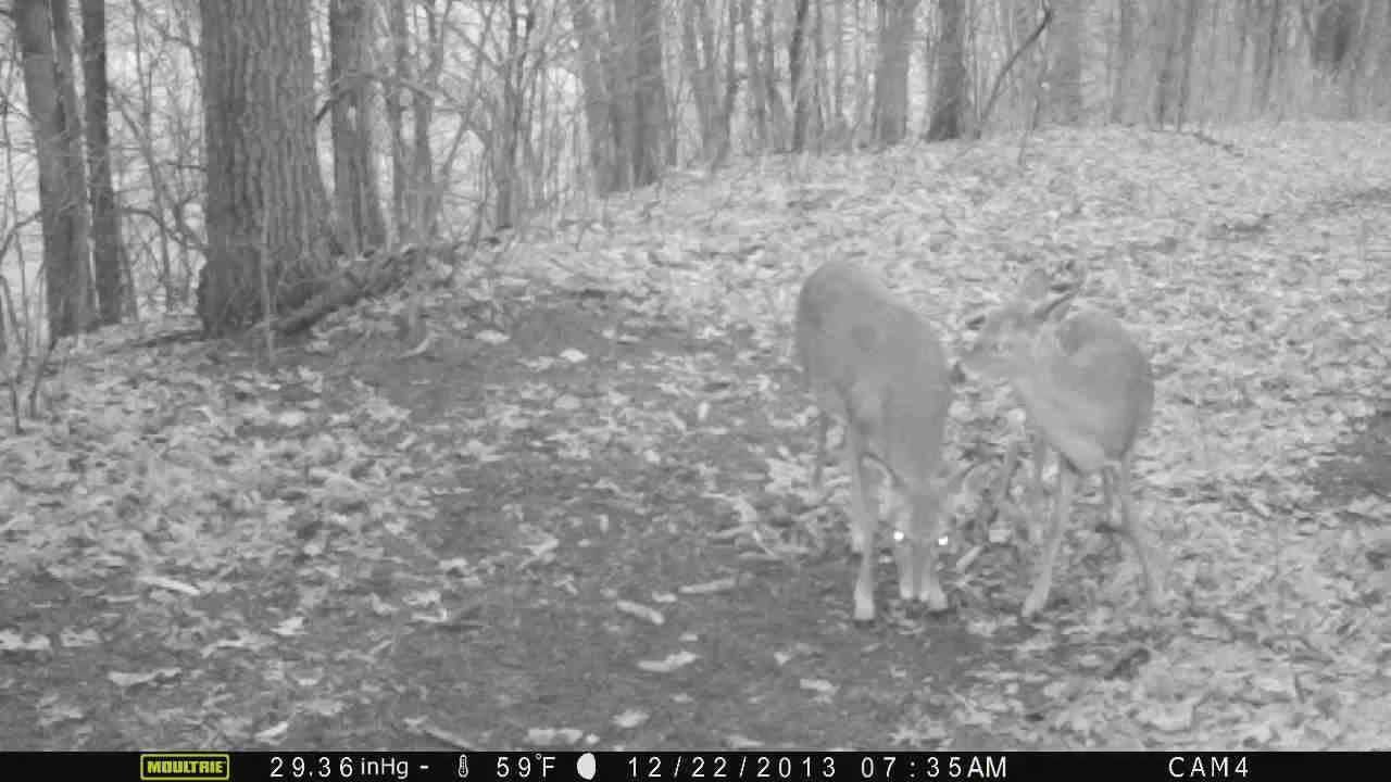 Fawn cleaning mom after rain - YouTube