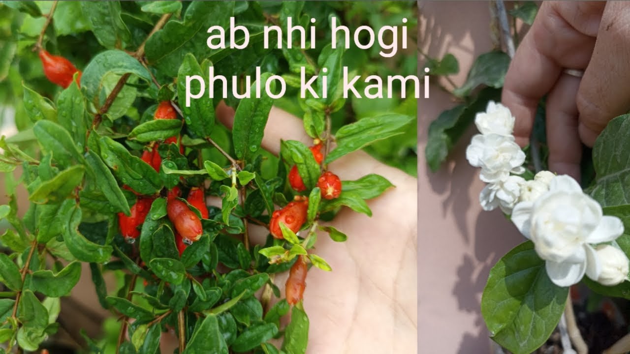 Ab nhi hogi phulo ki kami #magnisium sulphate #apsum salt #virelvideo ...