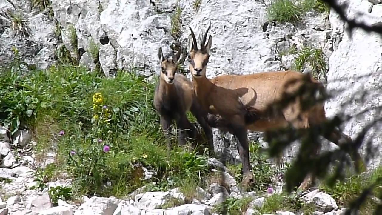 Capra neagra - YouTube