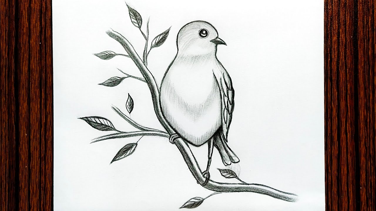 Cute bird drawing for beginners | bird scenery drawing | How to draw ...