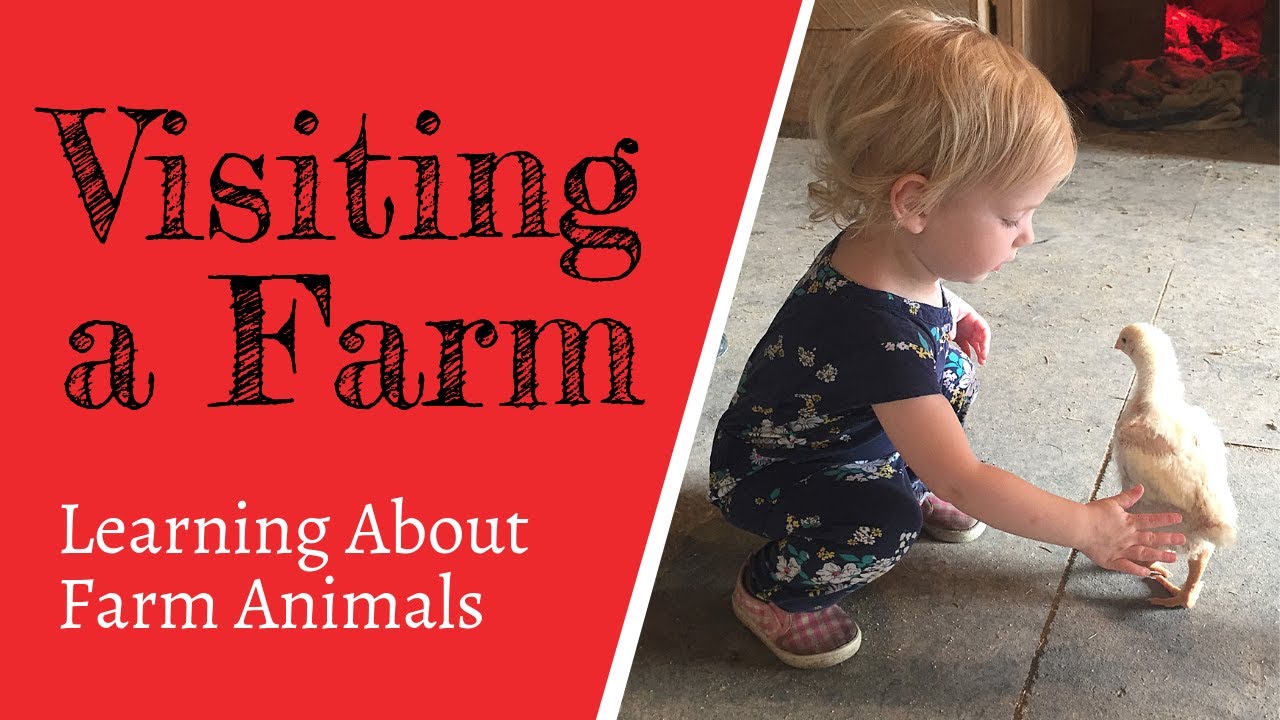 Visiting a Farm | Learning About Farm Animals | Raising A to Z - YouTube
