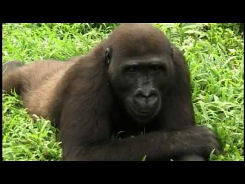 Ape Action Africa In Cameroon - YouTube