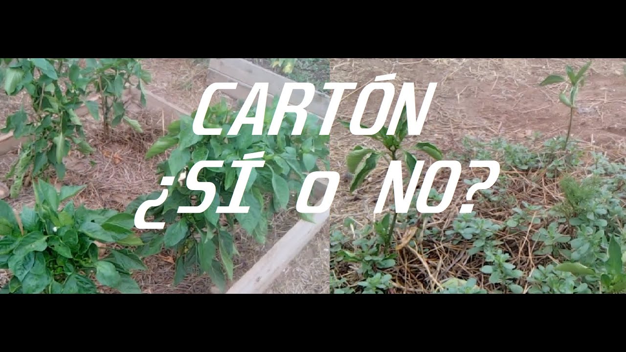 Acolchado con cartón en el huerto ¿Sí o No? - YouTube