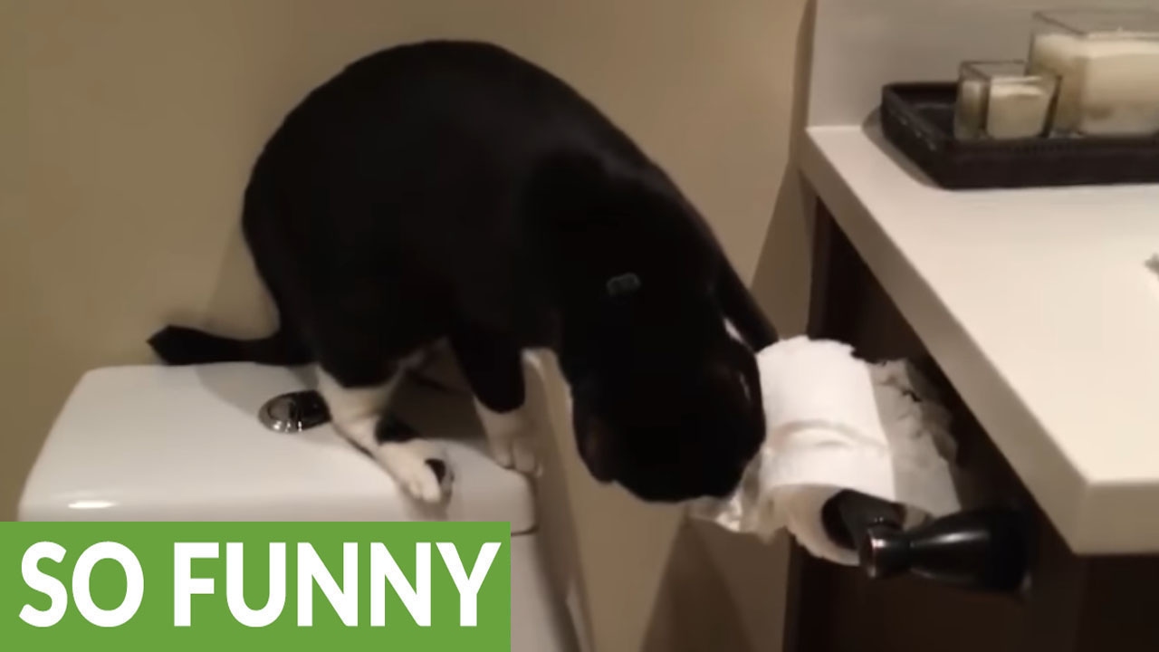 Toilet Paper Tail Memes 4+ Hundred Wc Quotes Royalty Free Images,