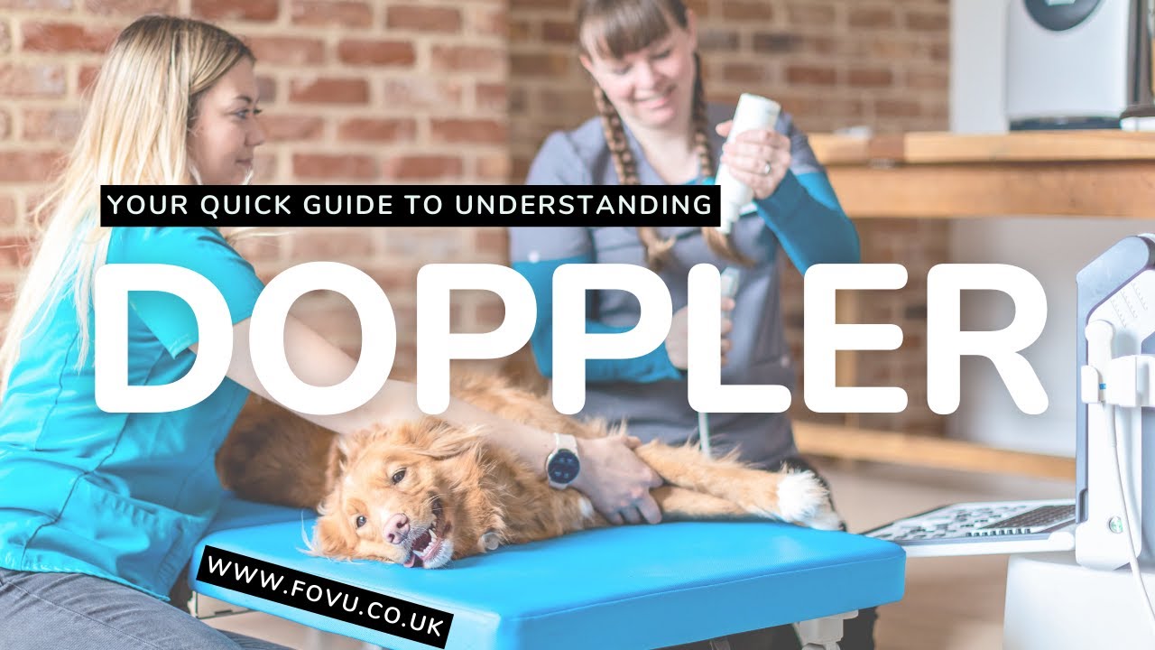 Understanding Doppler in Veterinary Ultrasound - A Quick Guide - YouTube