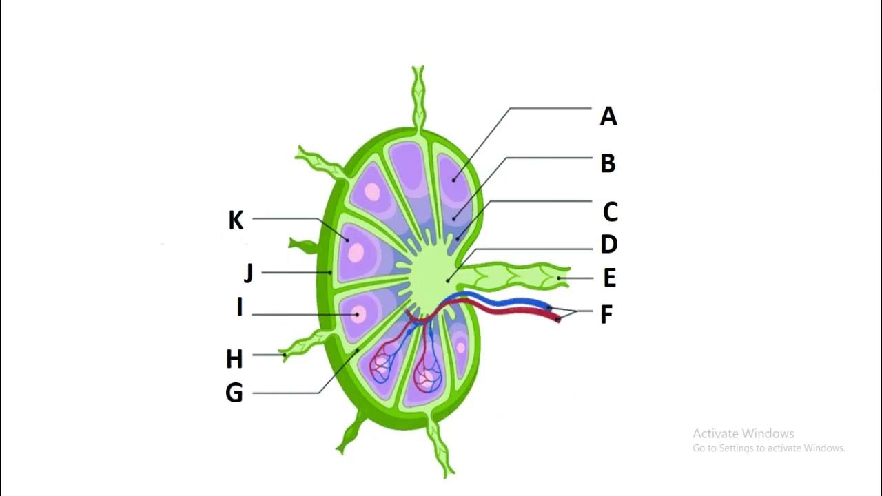 LYMPH NODE HOW TO LABEL AND DRAW A LYMPH NODE - YouTube
