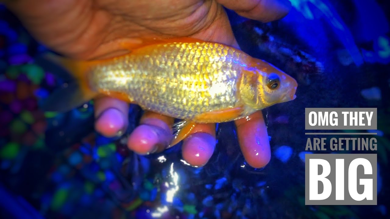 Extreme Cleaning of my Aquarium || FIshes Jumping out from water ...