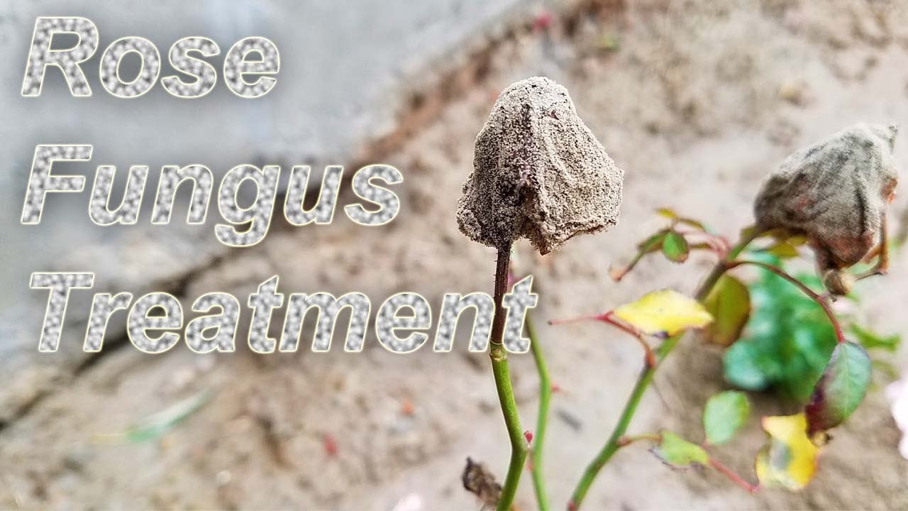 How to Protect Roses From Fungus | Black Spot Roses Treatment | Rose ...