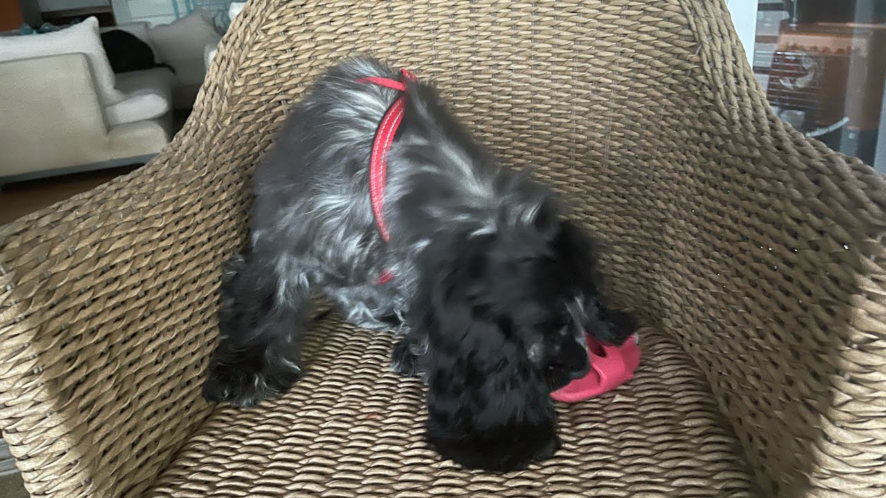 Fur baby mila Monday morning - YouTube