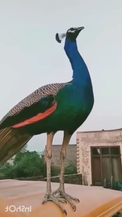 Peacock Call Peacock Sound Peacock 🦚 Voice Shorts Birds Peacockpeacock Peacockcall