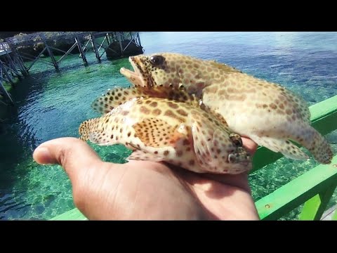 AMBIL SECUKUPNYA !! IKAN KERAPU BATIK (EPINEPHELUS POLYPHEKADION) - YouTube
