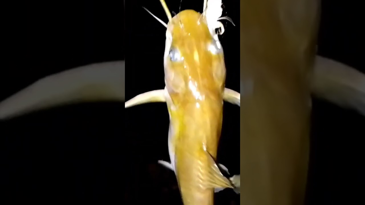 Mancing Malam Hari Strek Ikan Baung Kuning @Parea Squad Param - YouTube