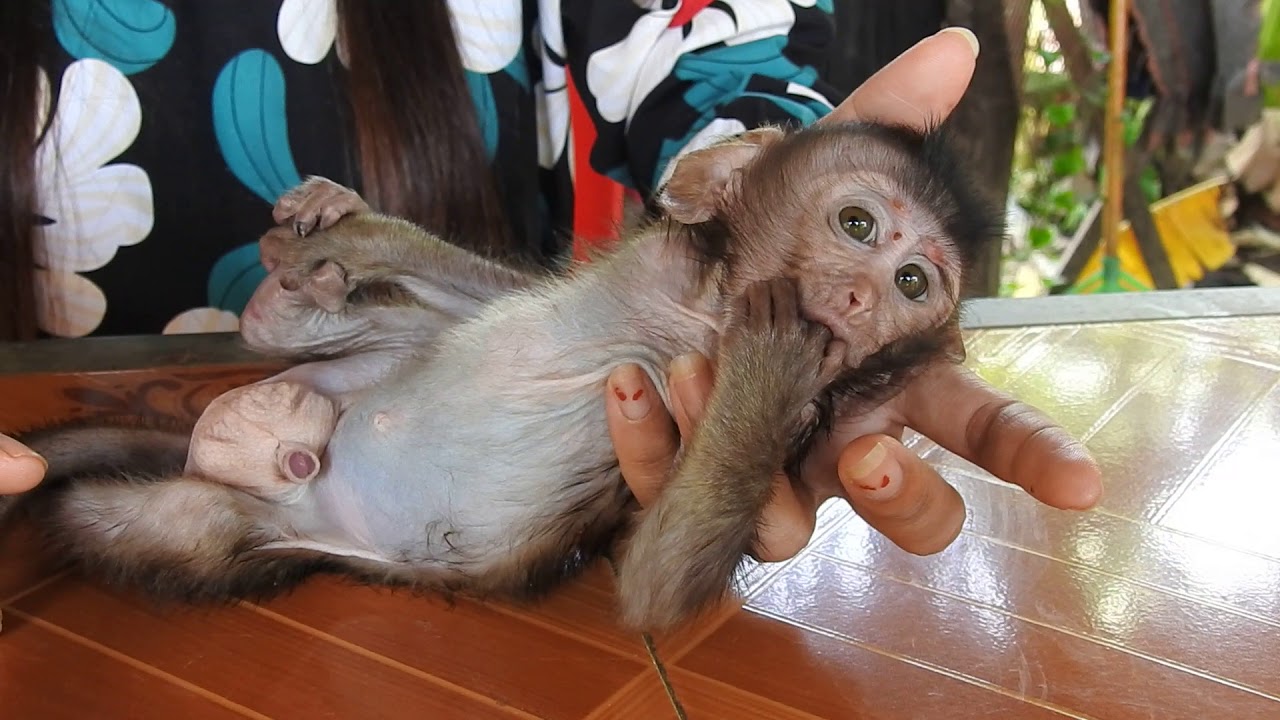 Miserable monkey Jonny Babe - YouTube