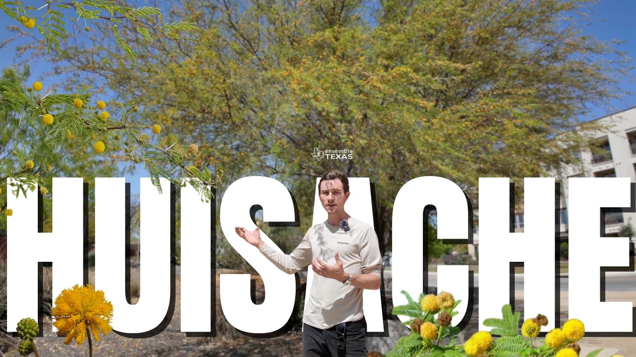 Huisache (Sweet Acacia): A Texas Native Tree That Smells Like Spring ...