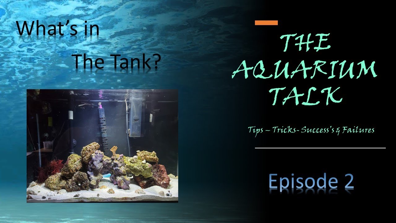 What in the tank episode 2 - YouTube