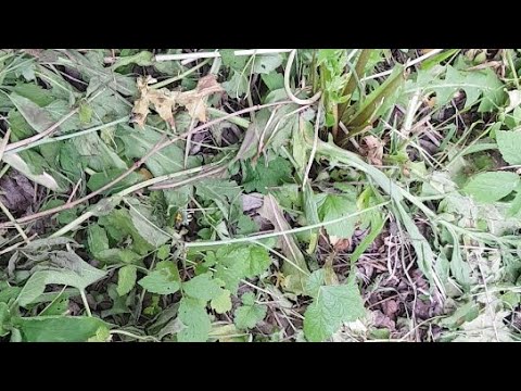 CAMELIA BROSCUTELE transmite live! - YouTube