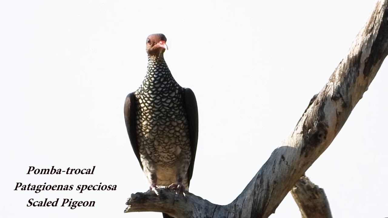 POMBA-TROCAL (PATAGIOENAS SPECIOSA), SCALED PIGEON, POMBA-DIVINA, POMBA ...